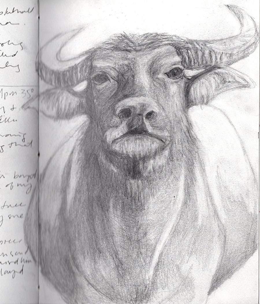 Drawing a carabao: creative practice and the malleability of memory ...